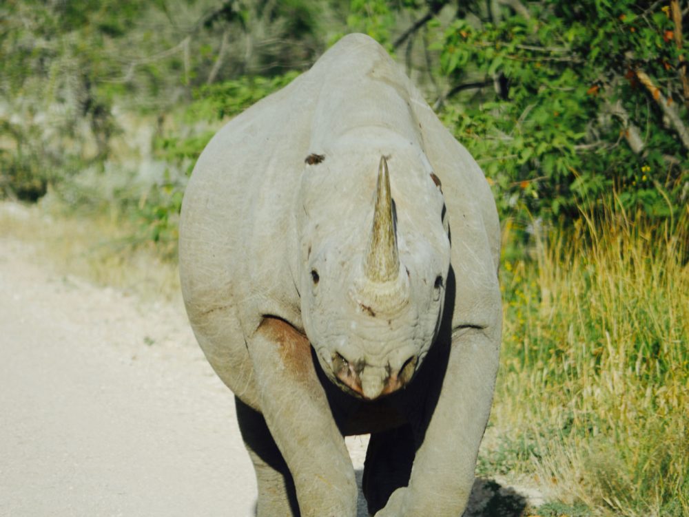 Safari-Guide: Das ist die Tierwelt von Namibia! • ↠REISELIFE↞
