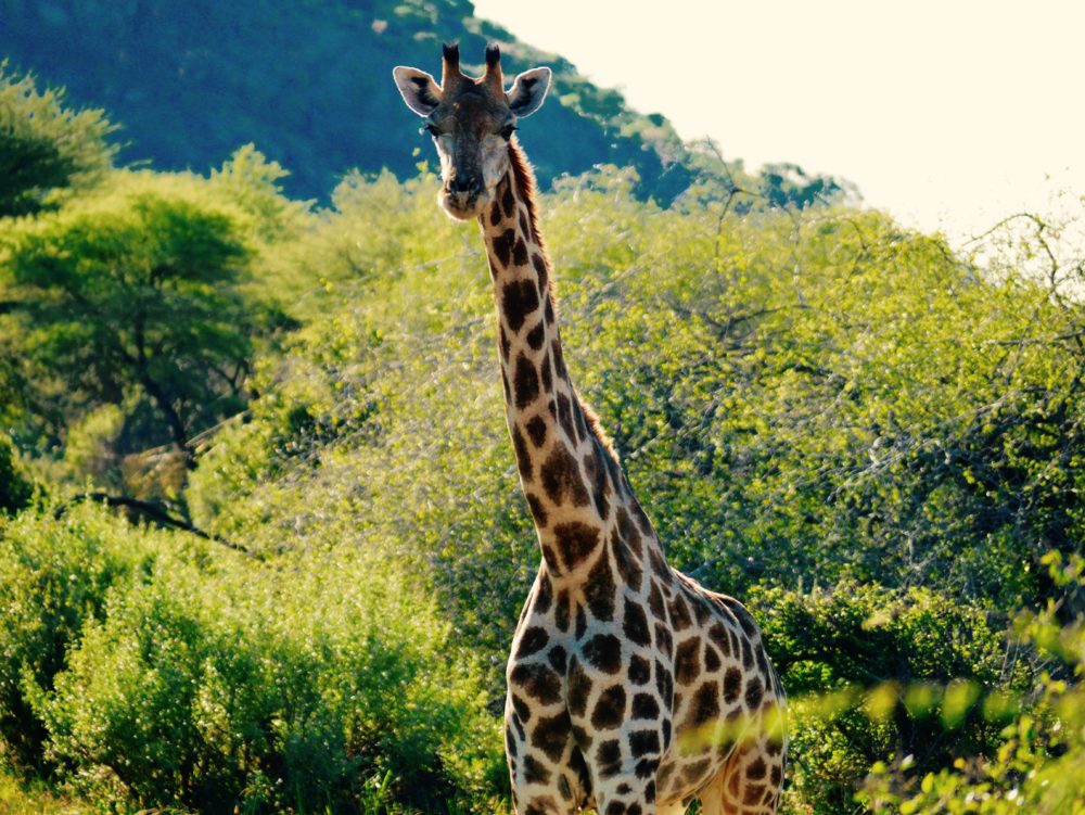 Safari-Guide: Das ist die Tierwelt von Namibia! • ↠REISELIFE↞