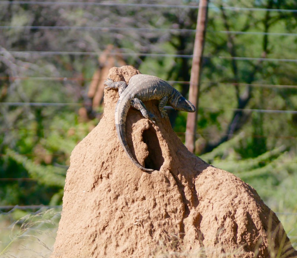 Safari-Guide: Das ist die Tierwelt von Namibia! • ↠REISELIFE↞