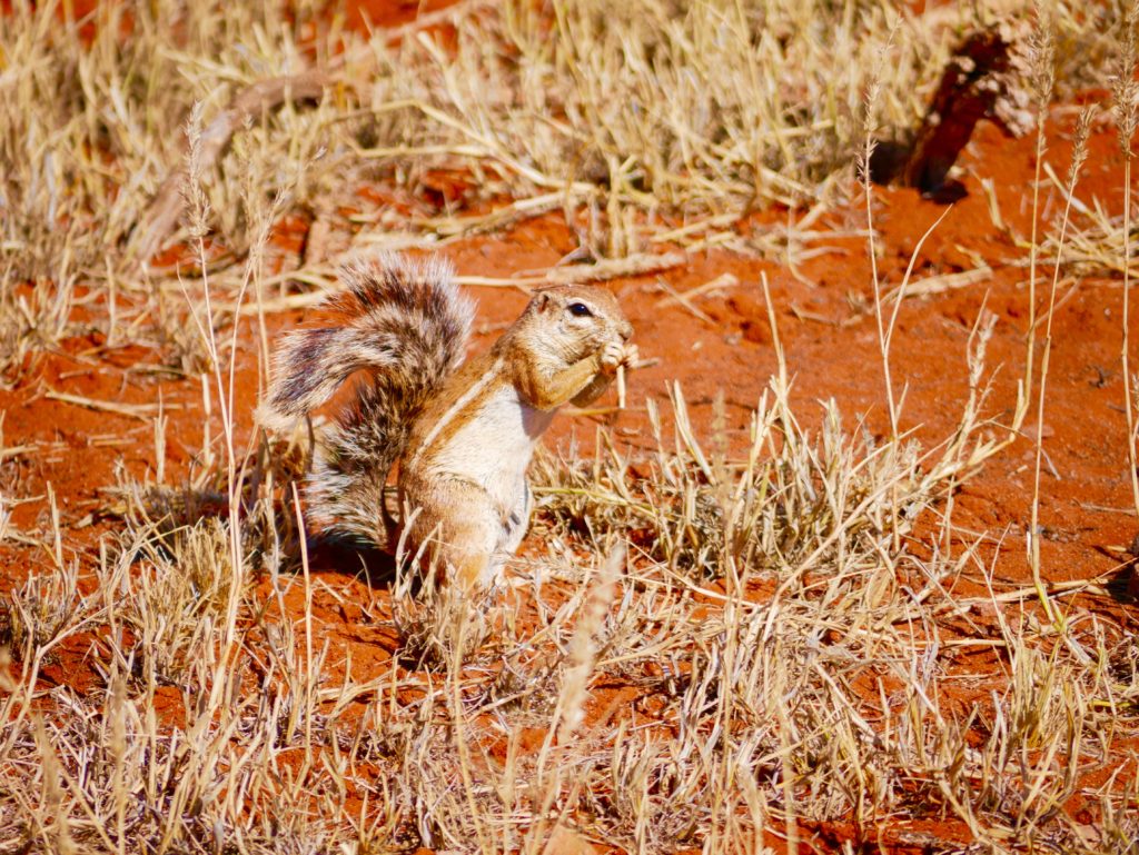 Safari-Guide: Das ist die Tierwelt von Namibia! • ↠REISELIFE↞